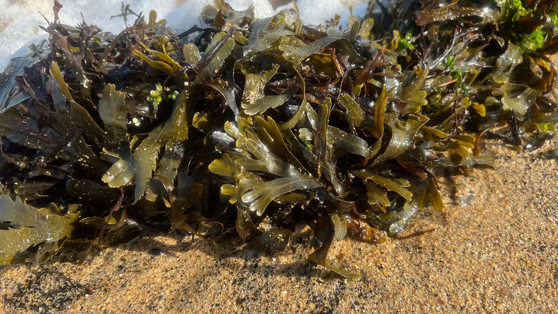 How to Compost Seaweed: A Step-by-Step Guide - Kelp & Kindred