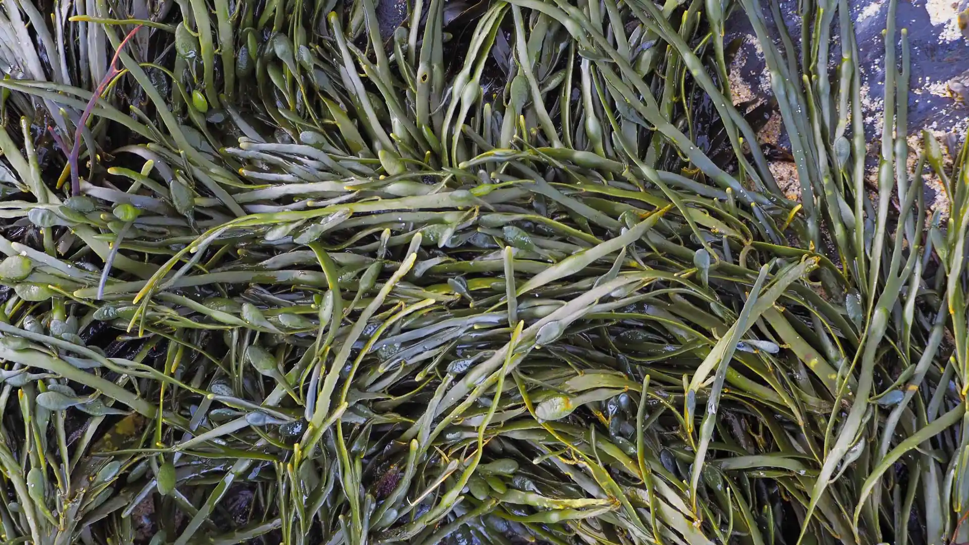 How to Make Seaweed Tea Fertilizer for Your Garden - Kelp & Kindred