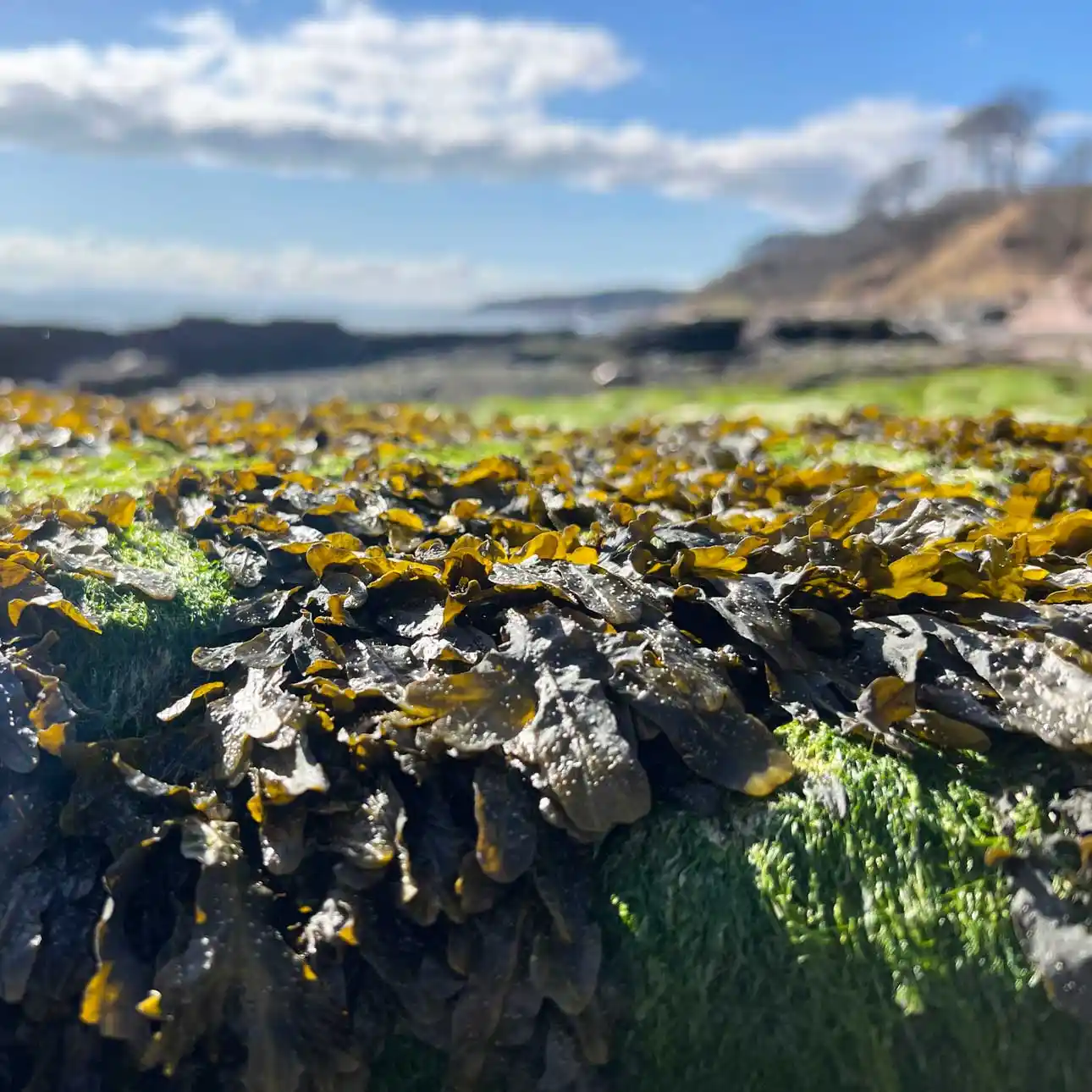 How to Compost Seaweed: A Step-by-Step Guide - Kelp & Kindred