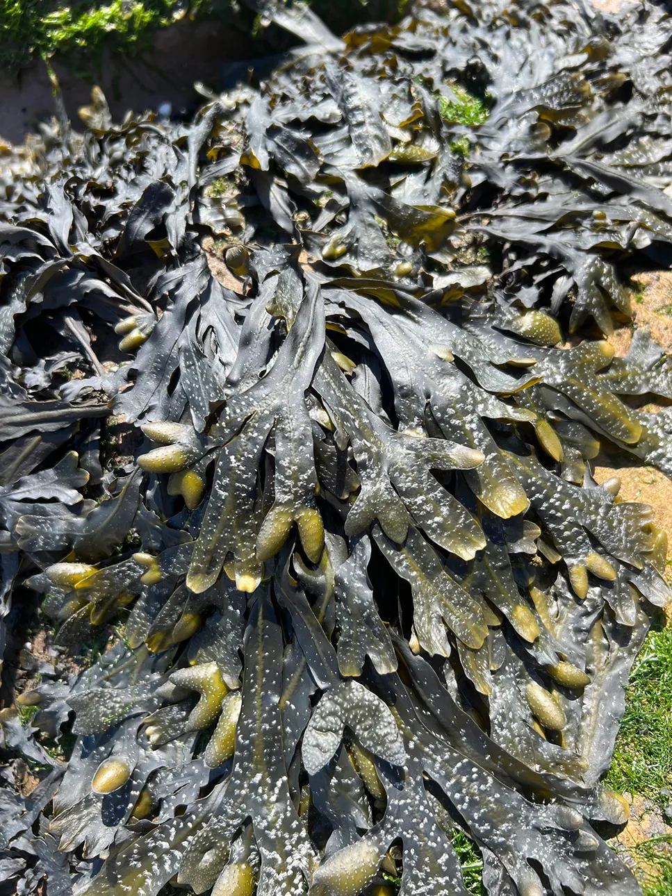 How to Compost Seaweed: A Step-by-Step Guide - Kelp & Kindred
